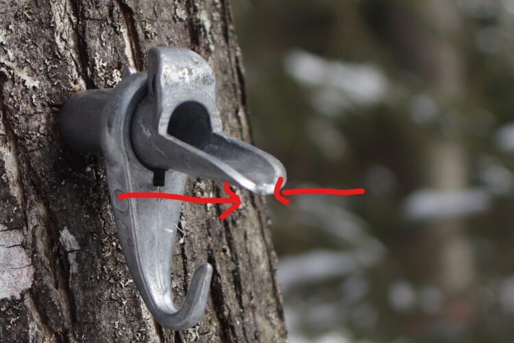 Tapping Your Maple Trees: Problems and Solutions - Grit Tapping Your ...
